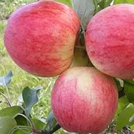 Apple tree varieties Medica