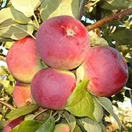 Apple tree varieties Orlik