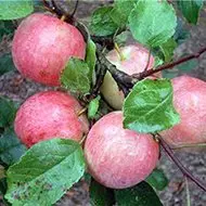 Apple Tree Grade Uslada