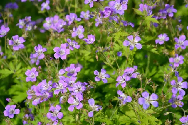 Geranum toky