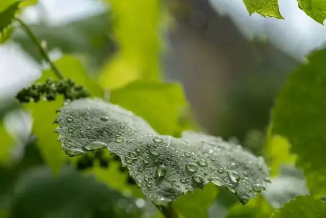 What to treat grapes after the rain