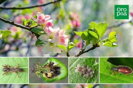 Zakaj starih bledih listov in kaj storiti glede tega 4630_11