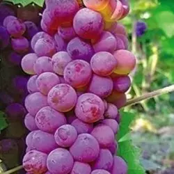 Grapes Universal Minsk Pink