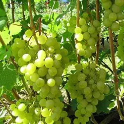 grapes univory ການຈັດລຽງລໍາດັບ jubile jubile