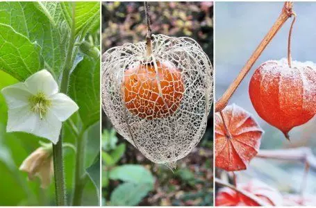 9 raons per plantar Physalis a l'àrea del país 4643_1