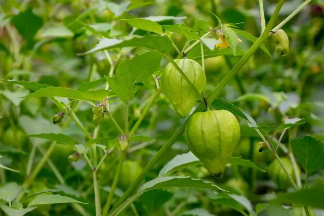 Physalis Baxımı