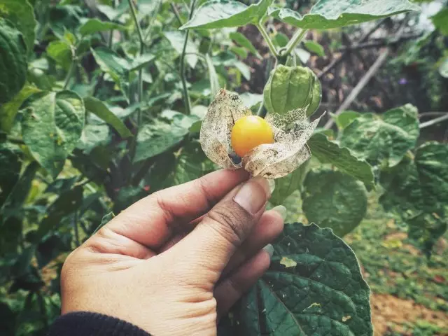 Physalis məzarları