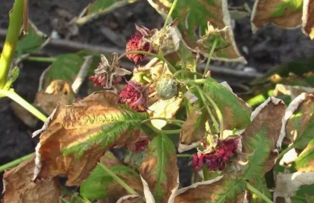 trocken Hambier Beeren wat maachen