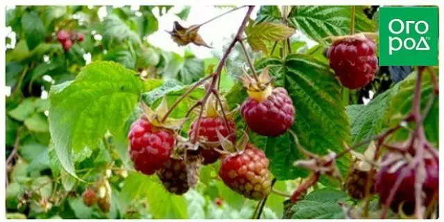 Matunda ya raspberry kavu nini cha kufanya