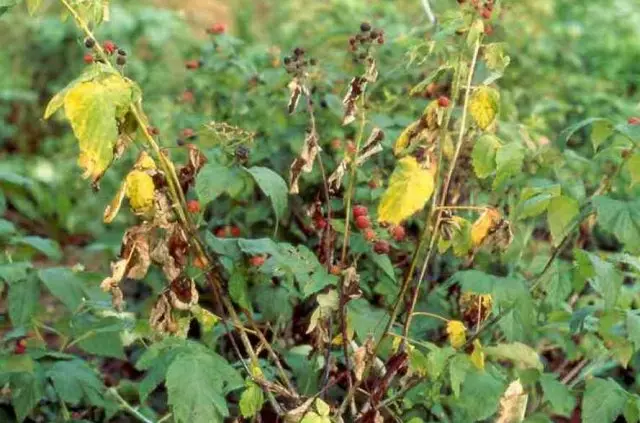 trocken Hambier Beeren wat maachen