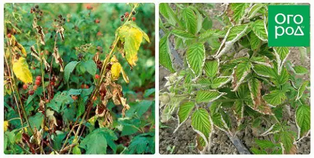 Matunda ya raspberry kavu nini cha kufanya