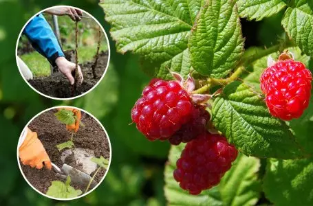 Wieczne pytania: Czy możliwe jest zasadzenie różnych odmian malinami w pobliżu? 4647_8