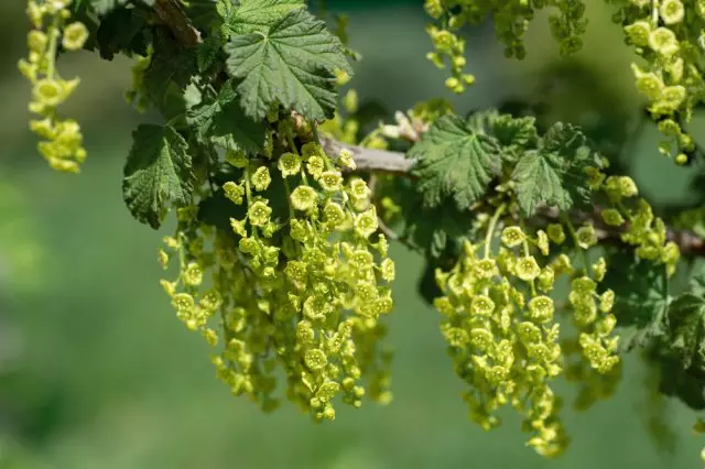 फुलांच्या currants