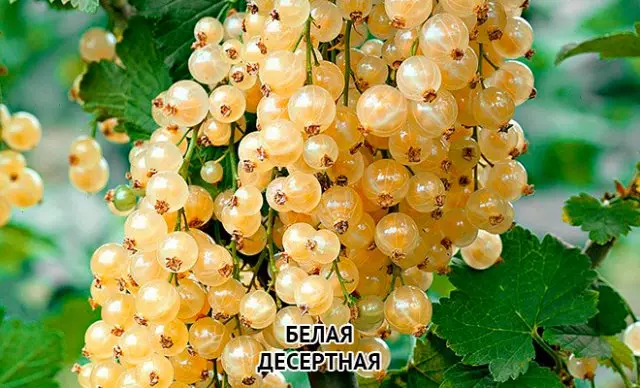 Ак десерт карабуты