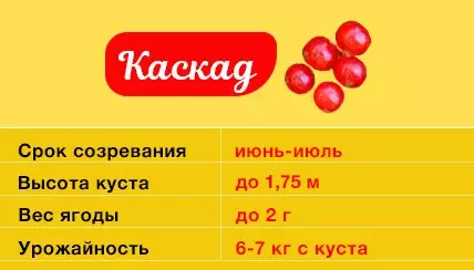 Каскет карары