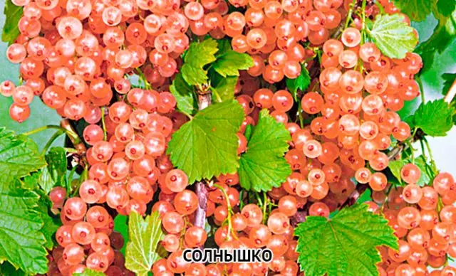 currant الذهبي الشمس.