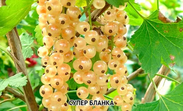 Ак Каран супер банка