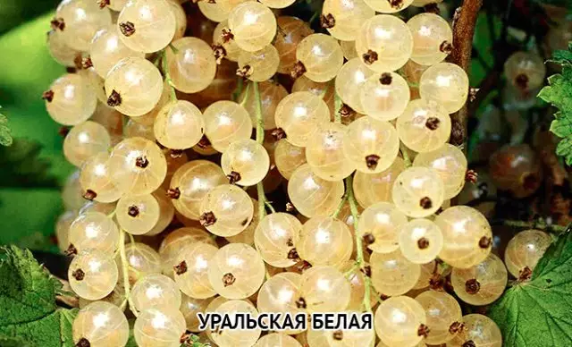 Ural zuriko currant zuria