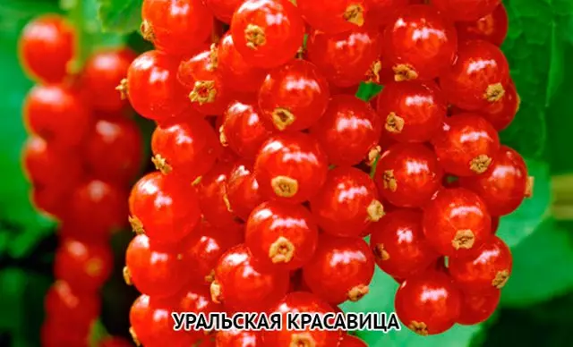 Каранд Ураль матурлык