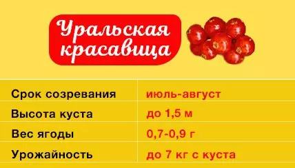 Смородина Урал матурлыгы