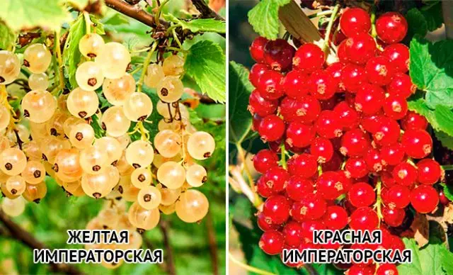 Ак һәм Кызыл Империя Каранты