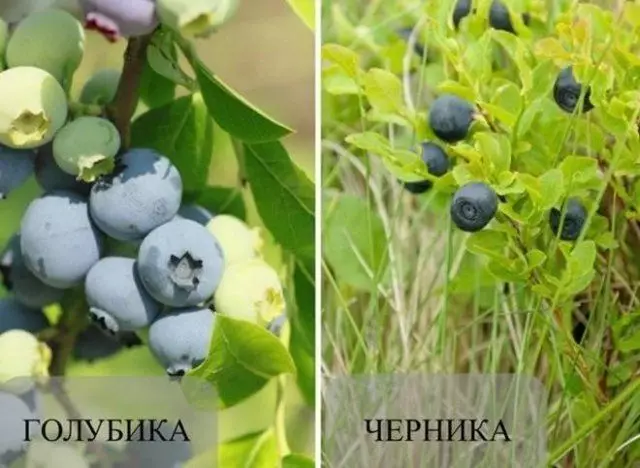 Ama-Blueberries nama-Blueberries