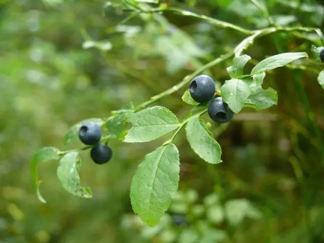 Blueberry ninu igbo