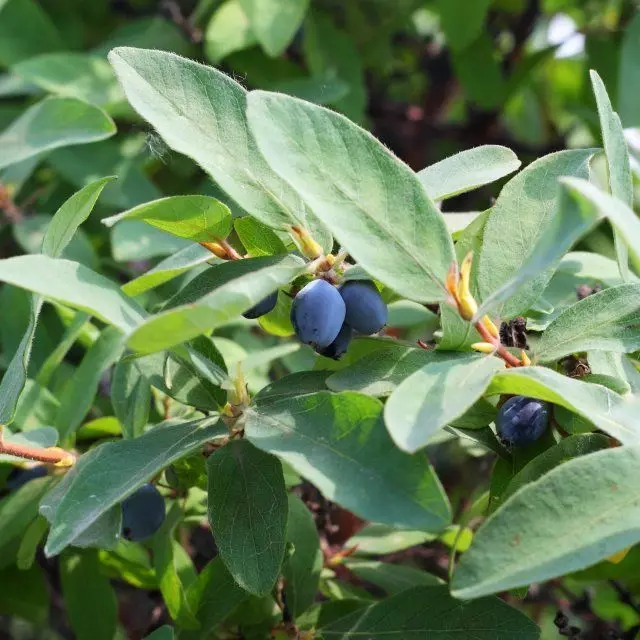 Honeysuckle có thể ăn được màu xanh