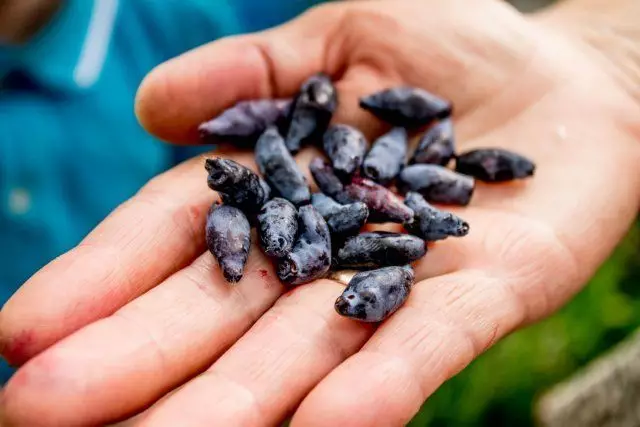 Kamperfoelie eetbaar blauw