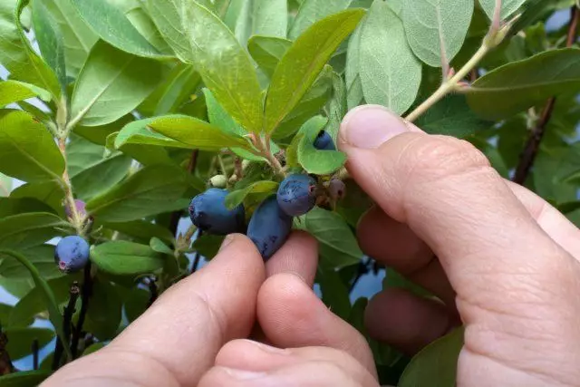 Honeysuckle spiselig blå