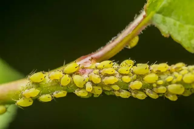 പോരാട്ട ഉപകരണം