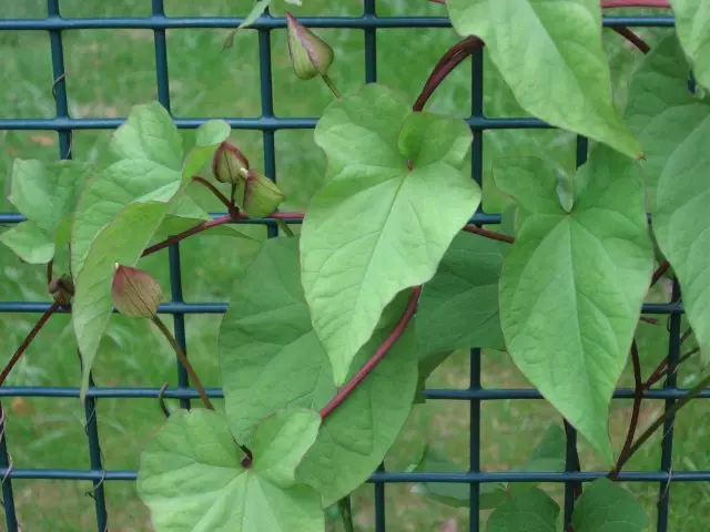 बोटबिरुवाहरूको लागि ग्रिड