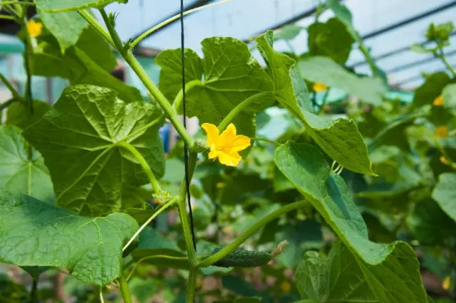 Rope mount for cucumbers