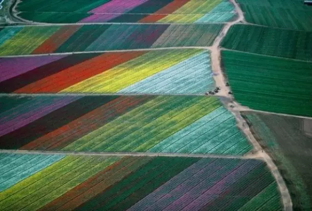 Piantine multicolori