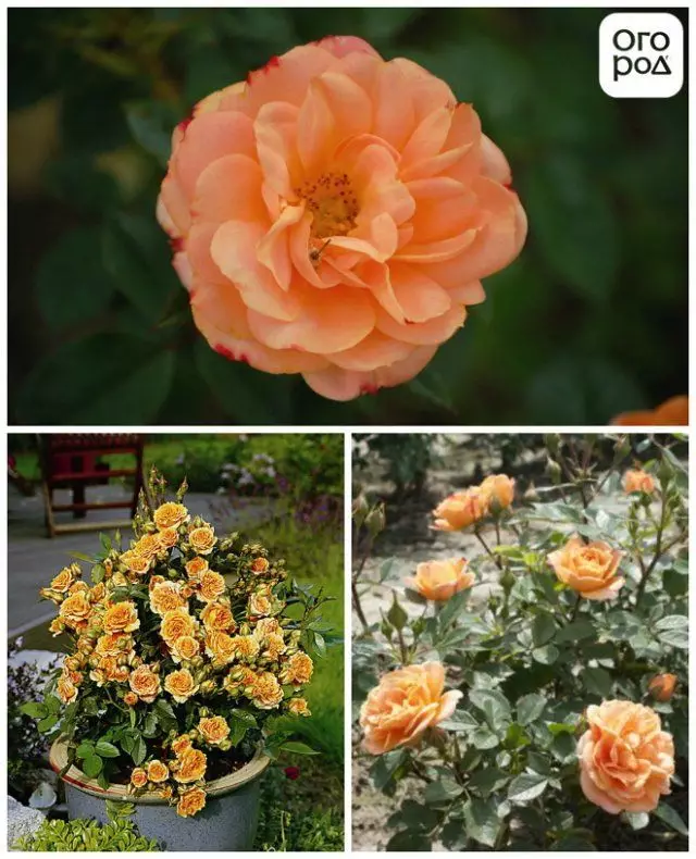 Rose Epricartion Clementine (Anons Klementine)