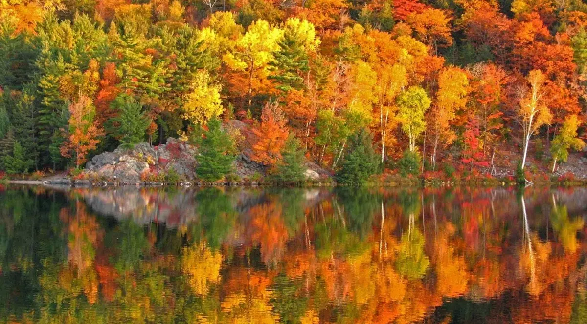 ¿Cómo y por qué deja las hojas en el otoño?