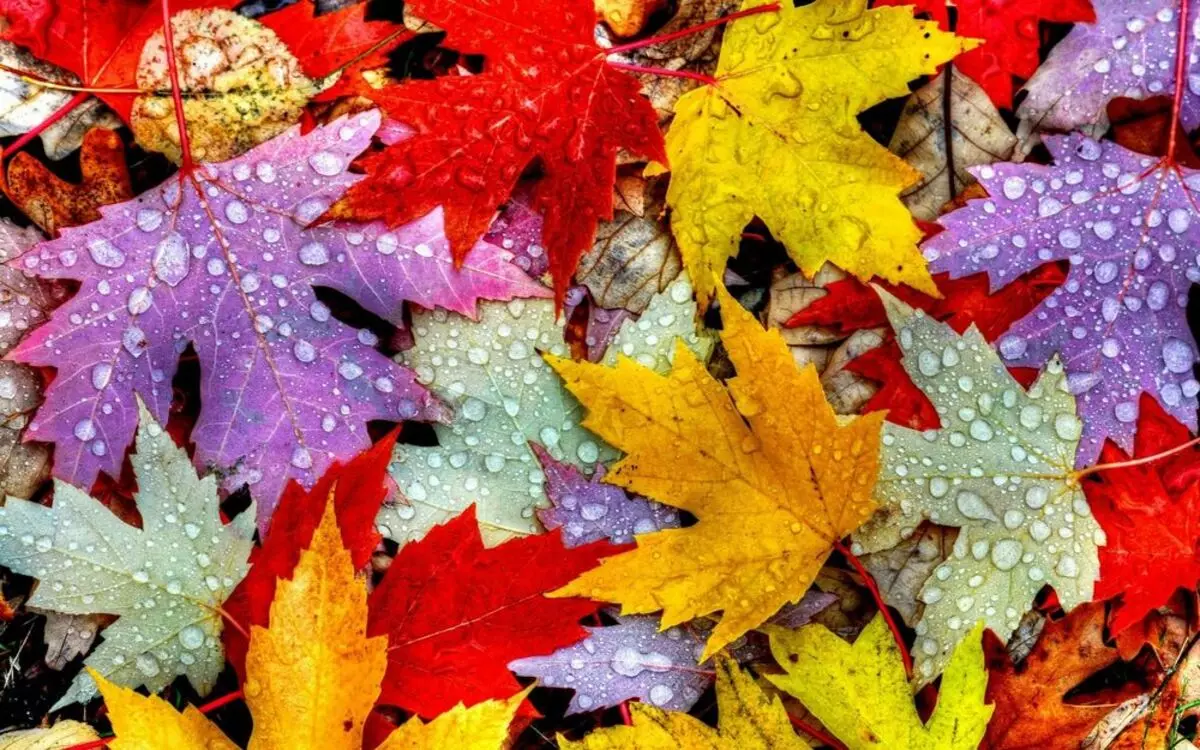 ¿Cómo y por qué deja las hojas en el otoño?