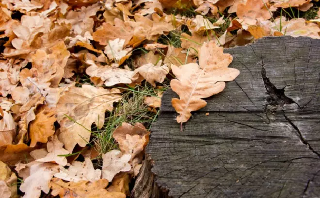 Wie und warum verlässt die Blätter im Herbst