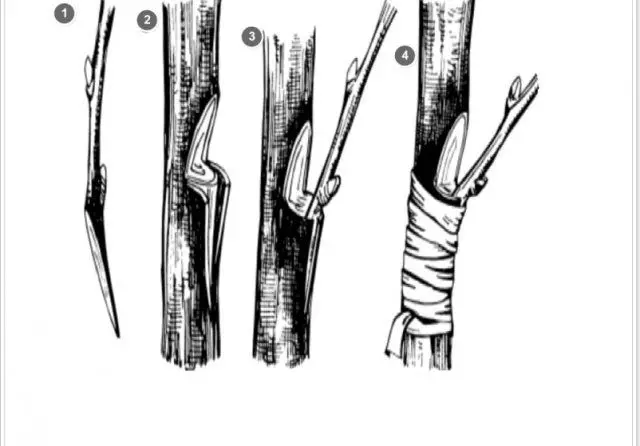 Parasityske faksinaasje