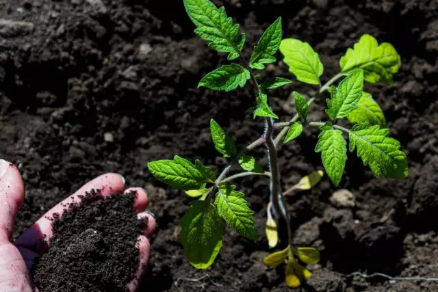 Solo para tomates.