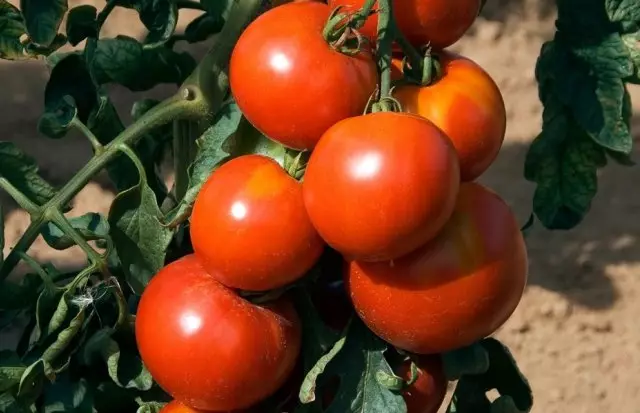 Stambling tomato foto