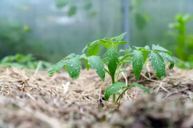 Tomatoes ya mulching.