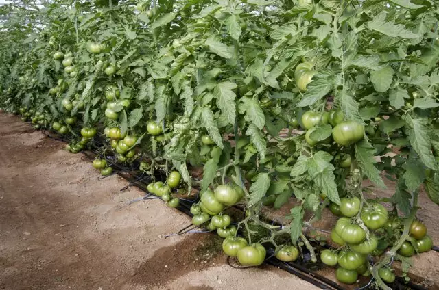 Tomates de rego goteo