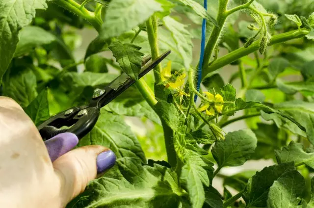 Récuper la brousse de tomates