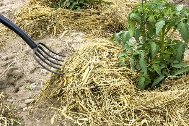 Mulch près des tomates