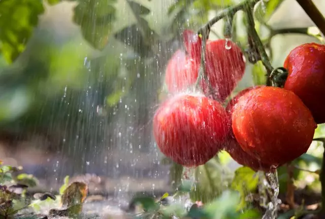 Tomates d'arrosage