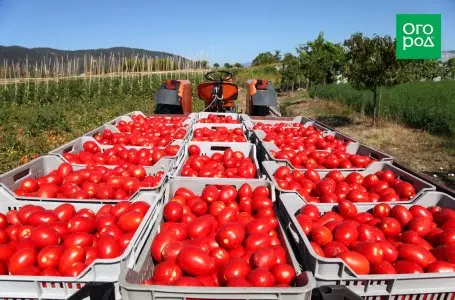 Pourquoi les tomates craquent et comment éviter 4713_7