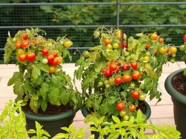 Ampel Tomato