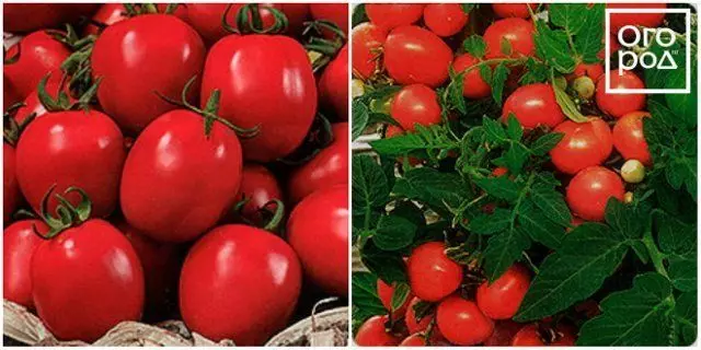 Tomato gadheni pearl