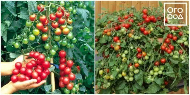 Tomato Red Uwandu